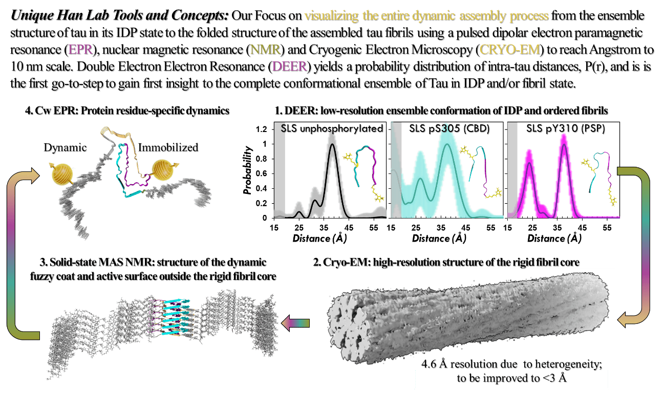 Water directed protein assembly for shape control and templated self-replication – Han Laboratory